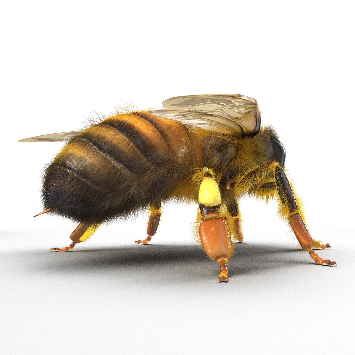 bee rigged 3d max