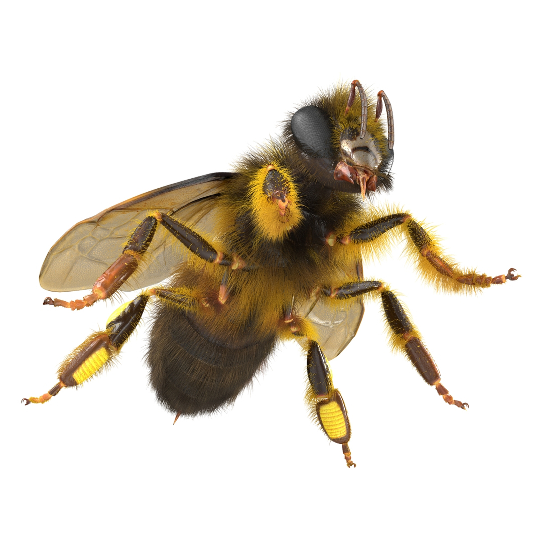 bee rigged 3d max
