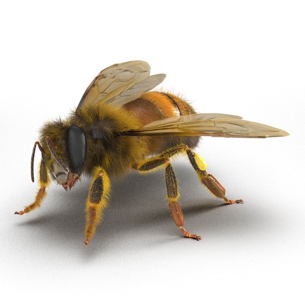bee rigged 3d max