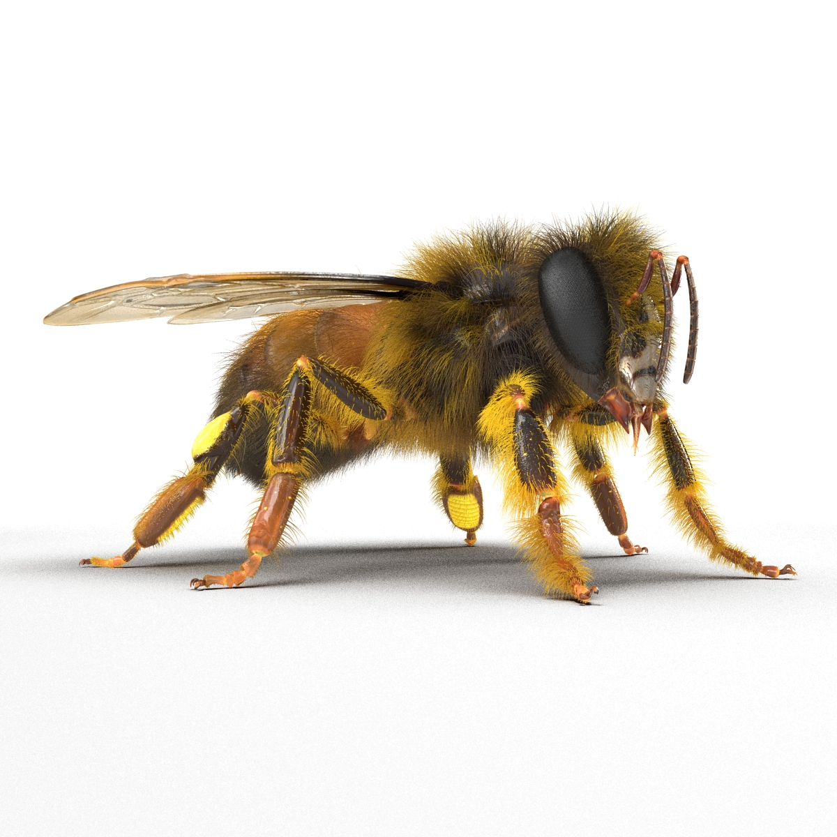 bee rigged 3d max