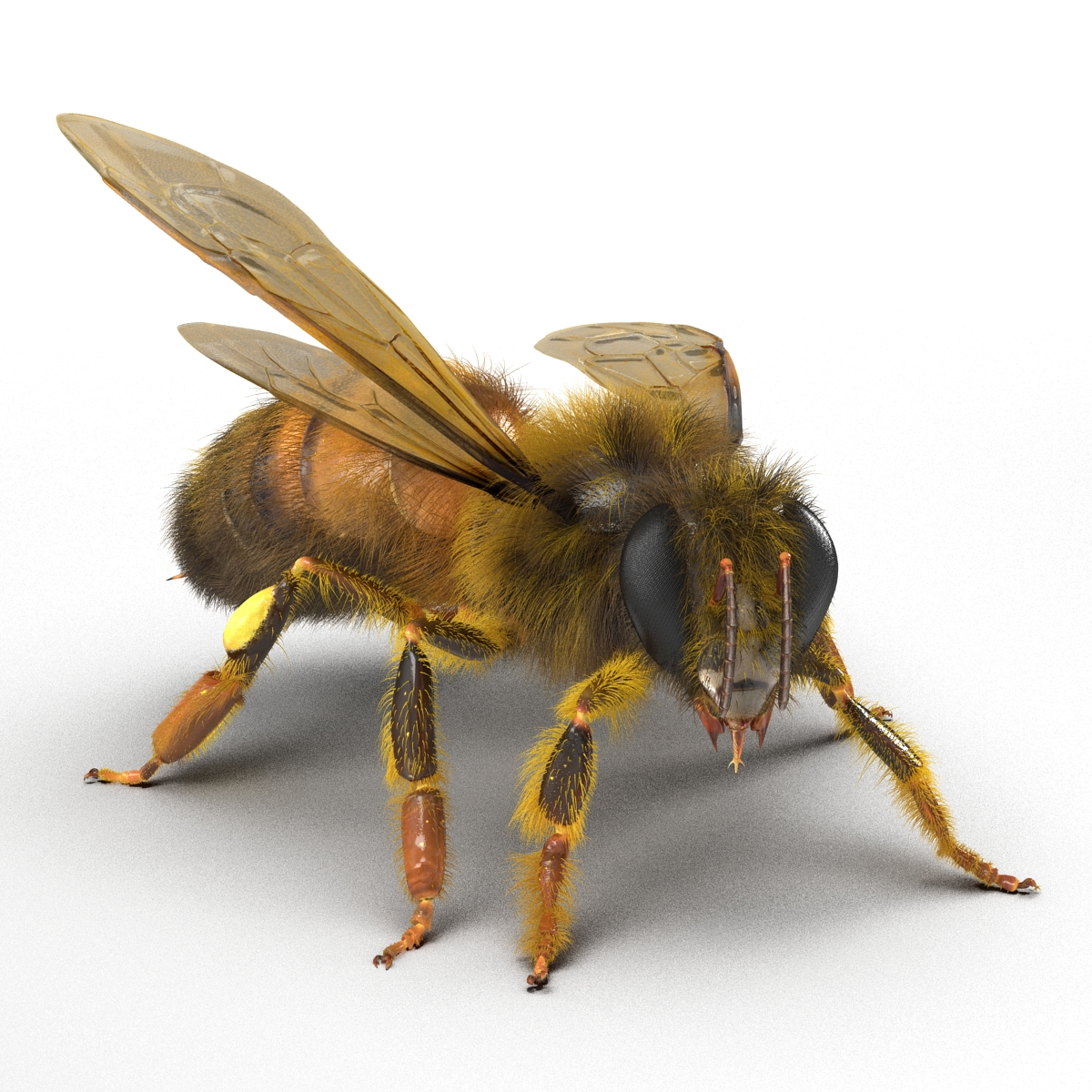 bee rigged 3d max
