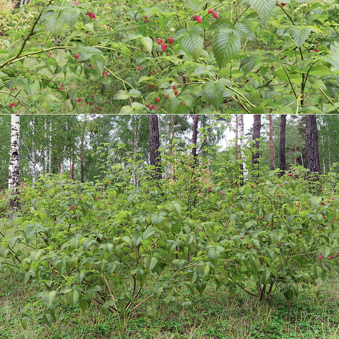 3D Raspberry Bush Forest 02 - TurboSquid 1819882