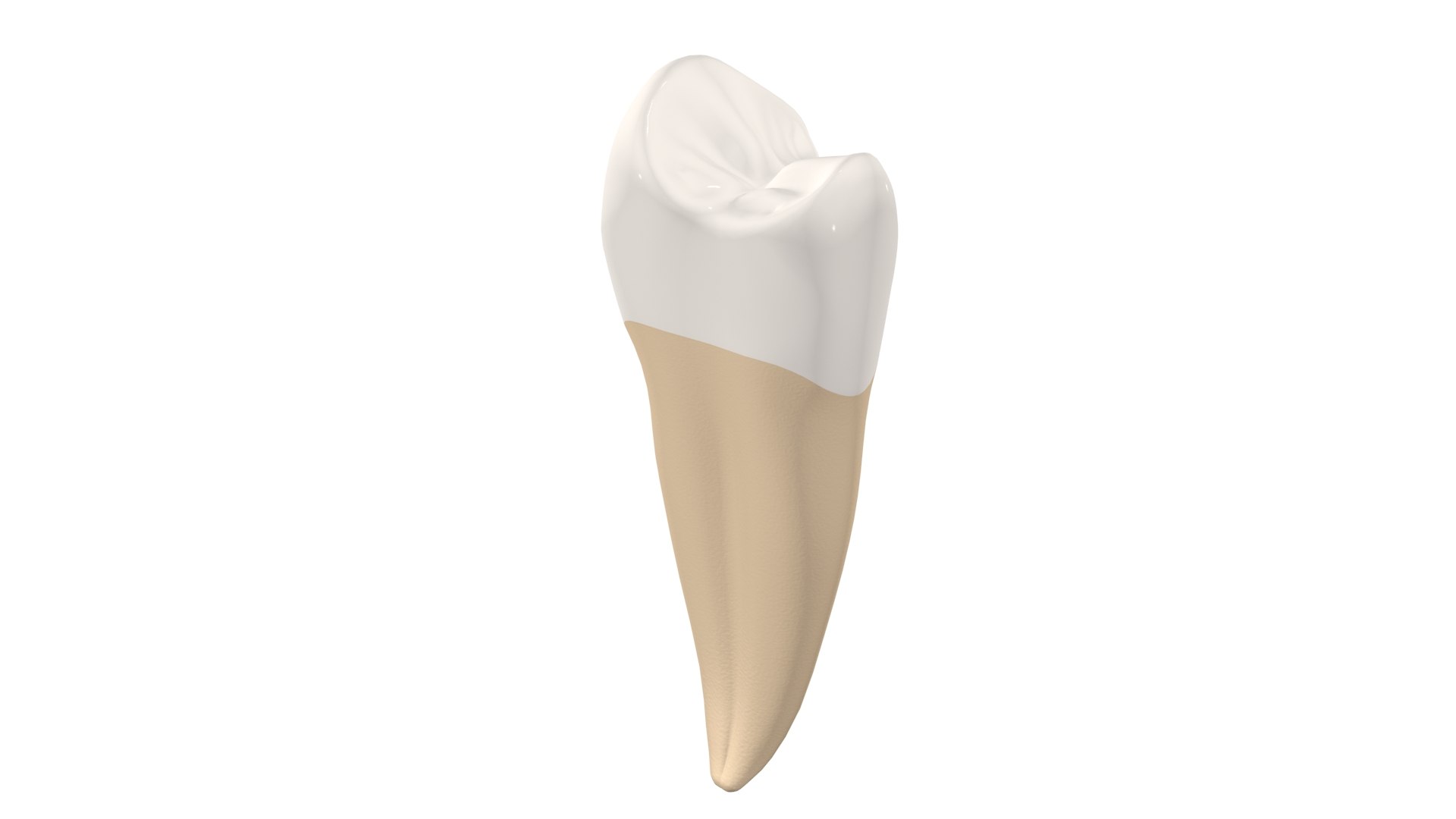 Upper Second Premolar Tooth 3D - TurboSquid 1773306