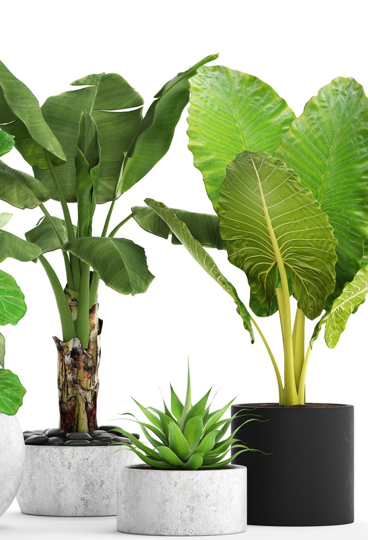 3D Plants - TurboSquid 1161052