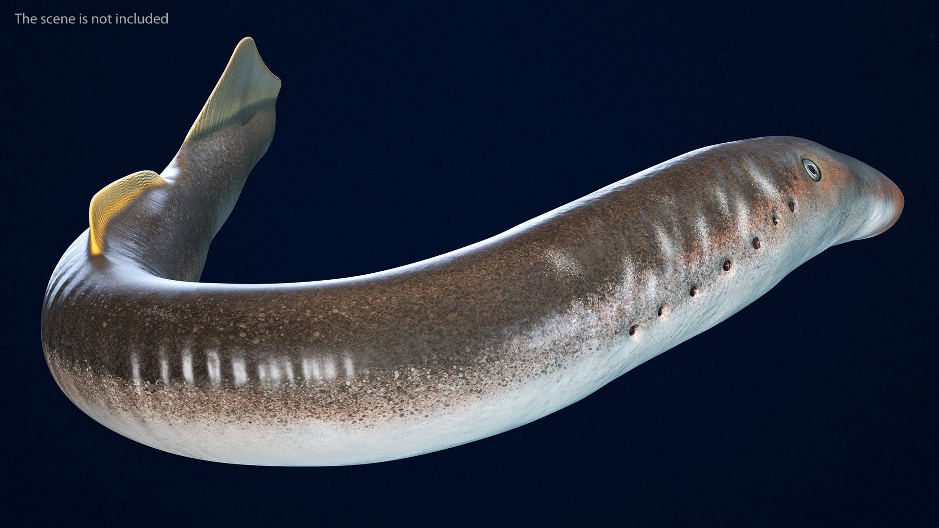 Lamprey Rigged For Cinema 4D 3D Model - TurboSquid 2202576