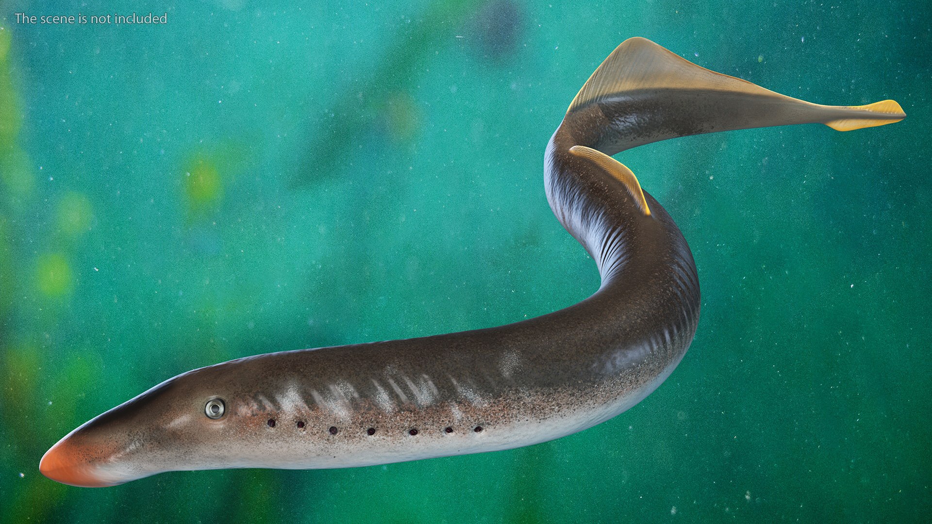 Lamprey Rigged For Cinema 4D 3D Model - TurboSquid 2202576