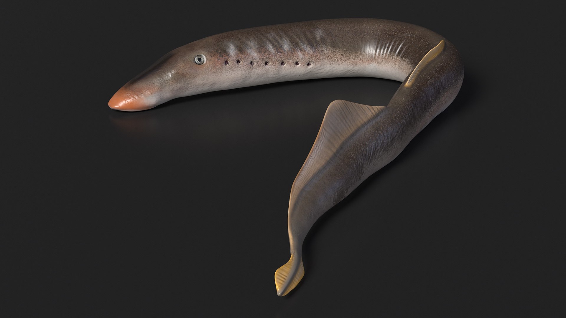 Lamprey Rigged For Cinema 4D 3D Model - TurboSquid 2202576