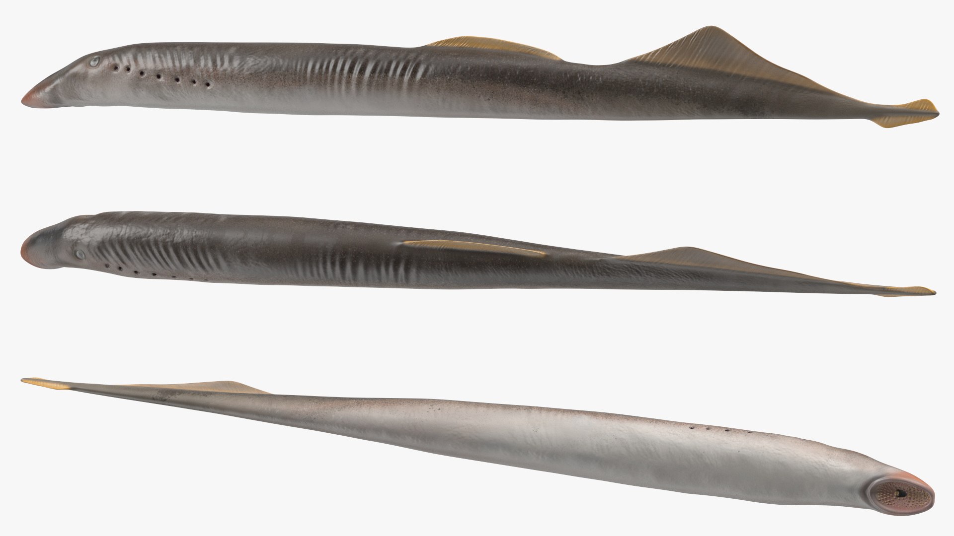 Lamprey Rigged For Cinema 4D 3D Model - TurboSquid 2202576