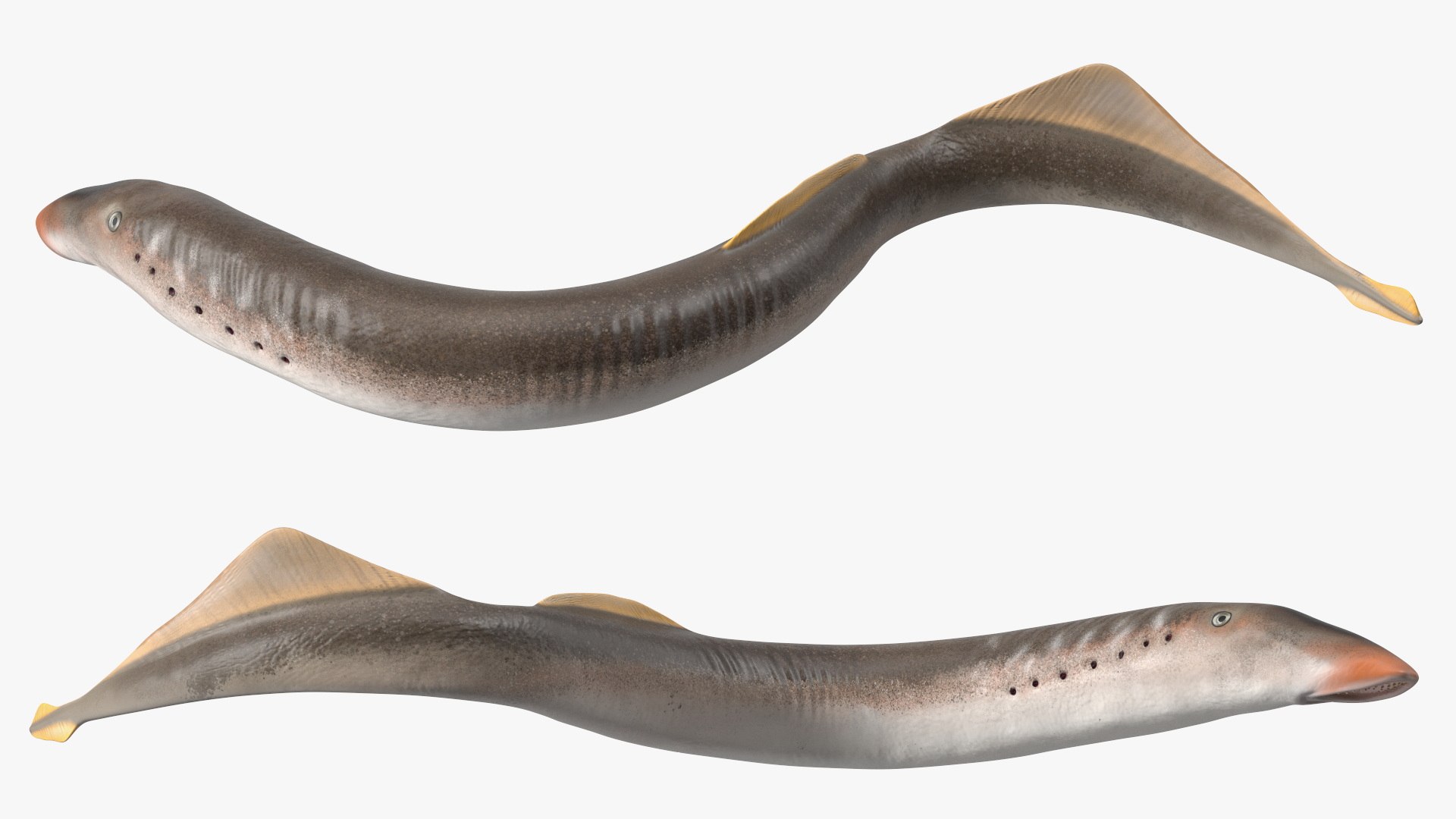 Lamprey Rigged For Cinema 4D 3D Model - TurboSquid 2202576