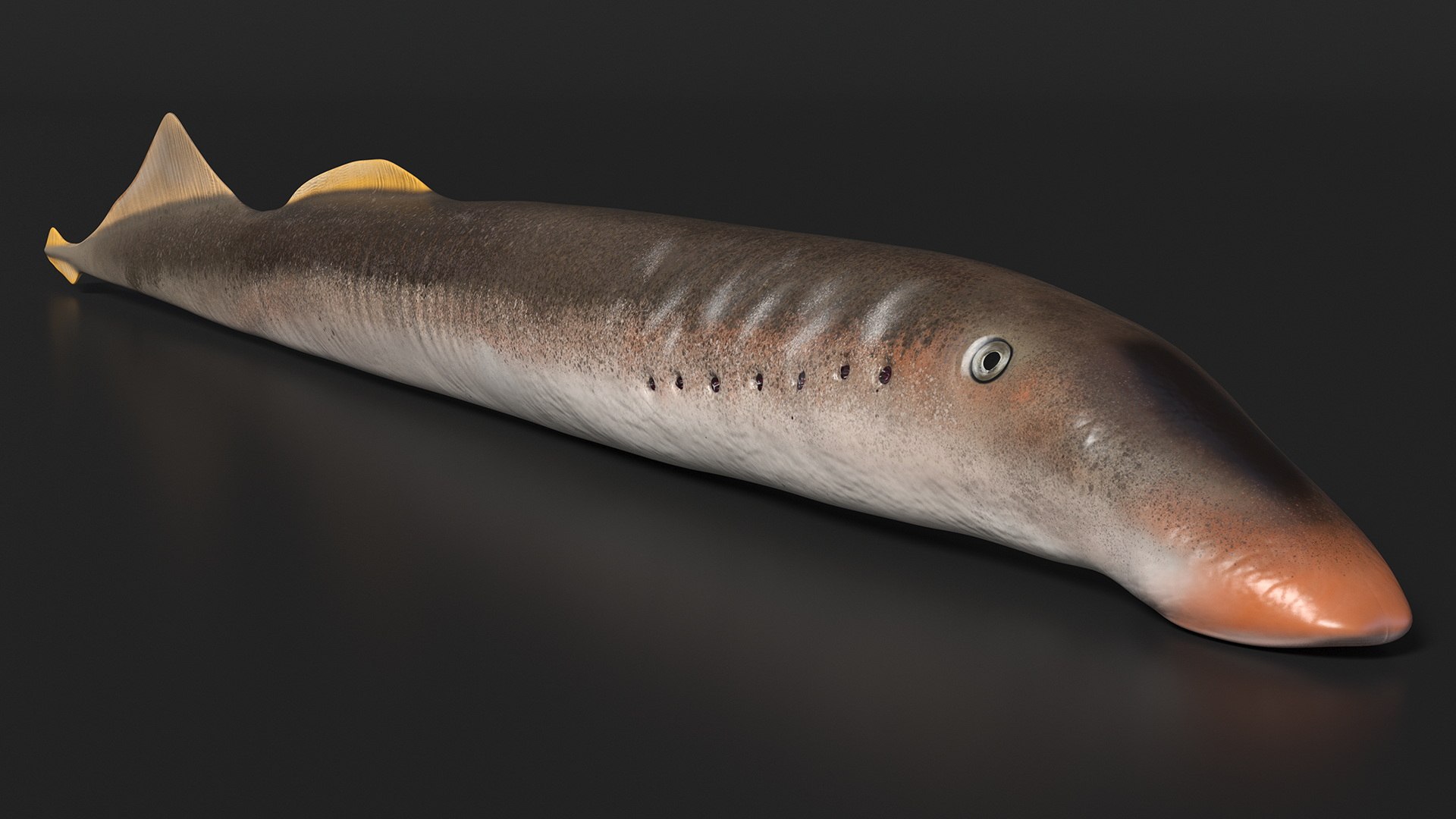 Lamprey Rigged For Cinema 4D 3D Model - TurboSquid 2202576