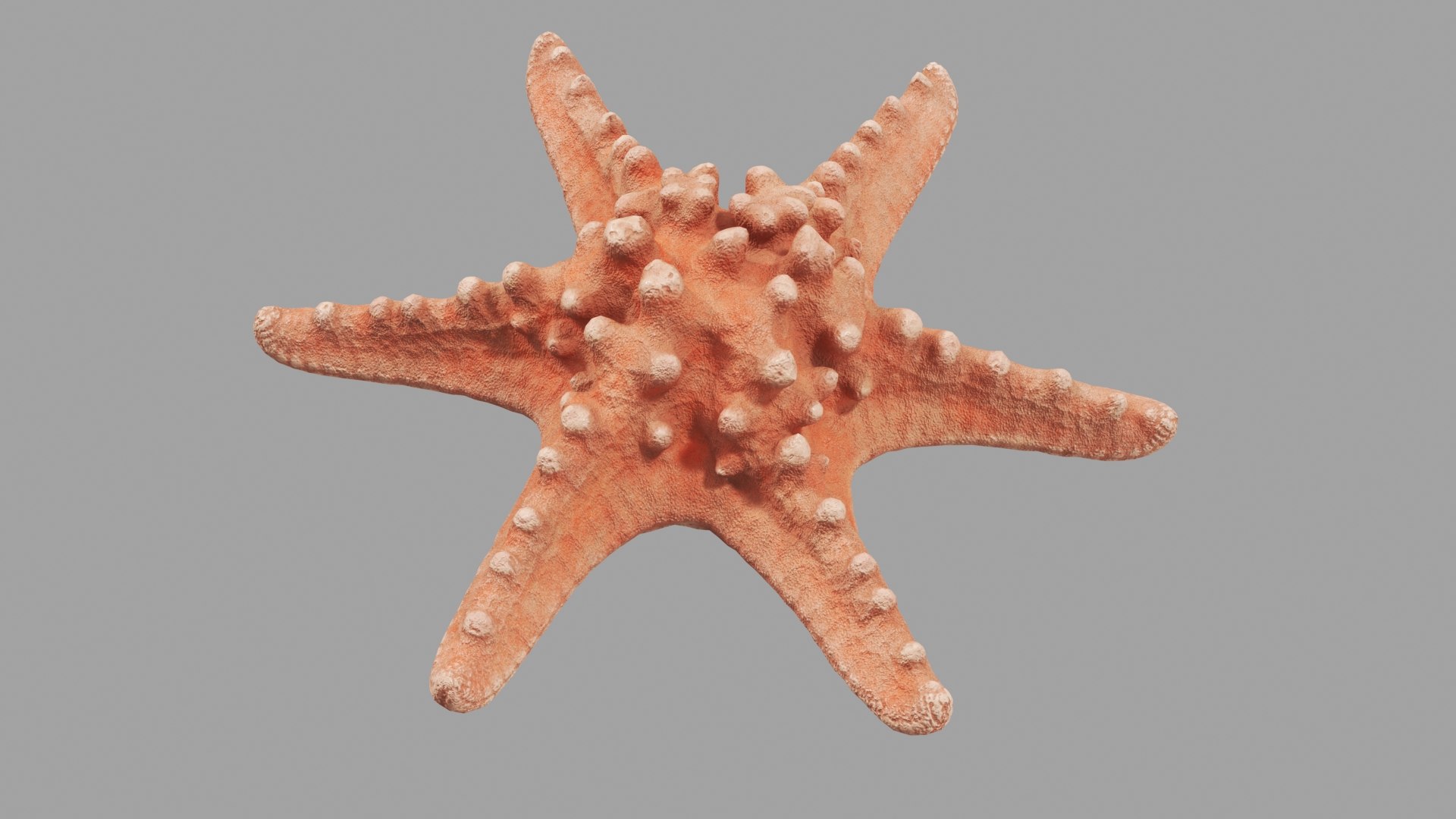 3D model starfish 01 - TurboSquid 1432842