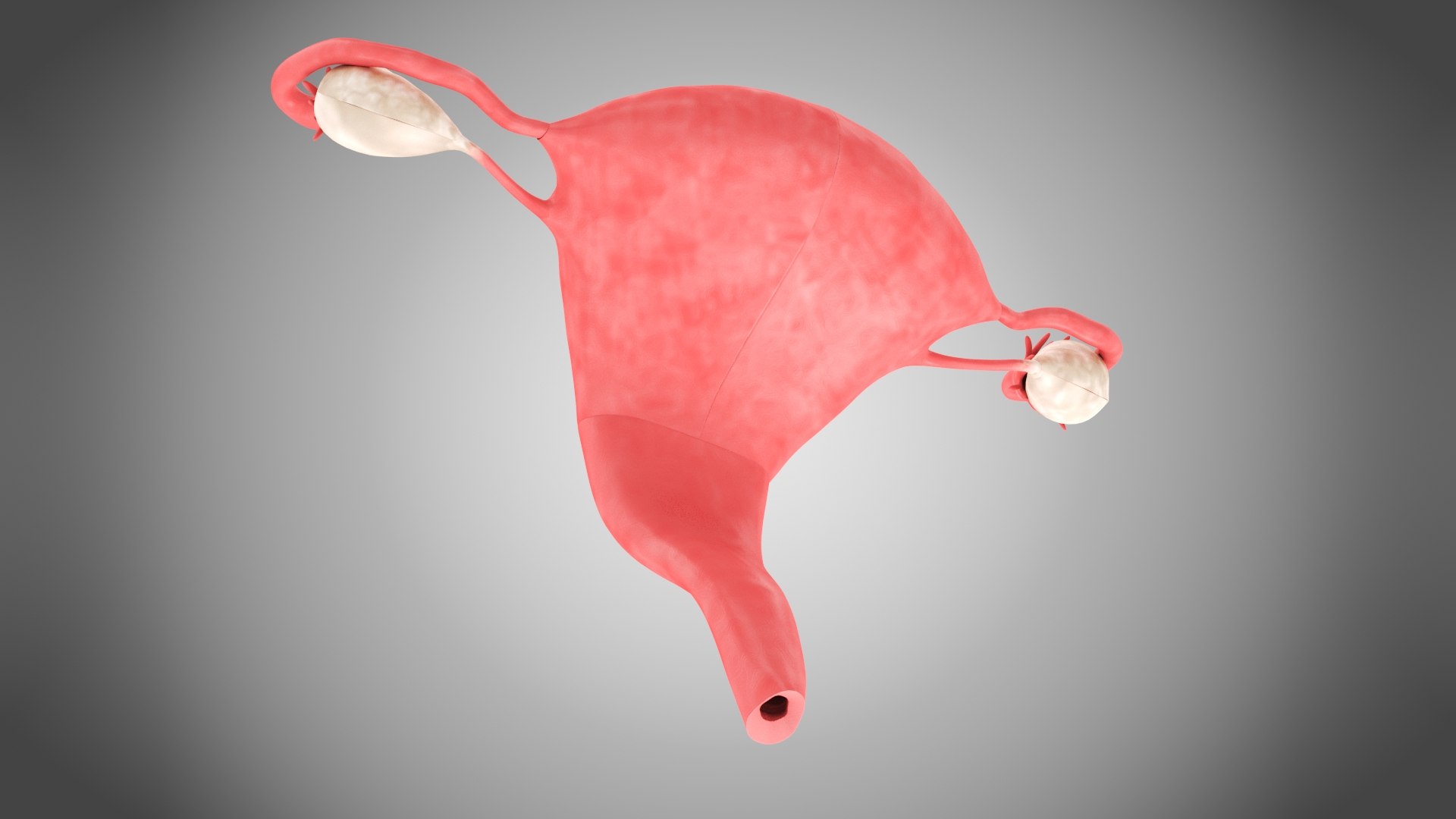 3D Female And Male Reproductive System - TurboSquid 1927648