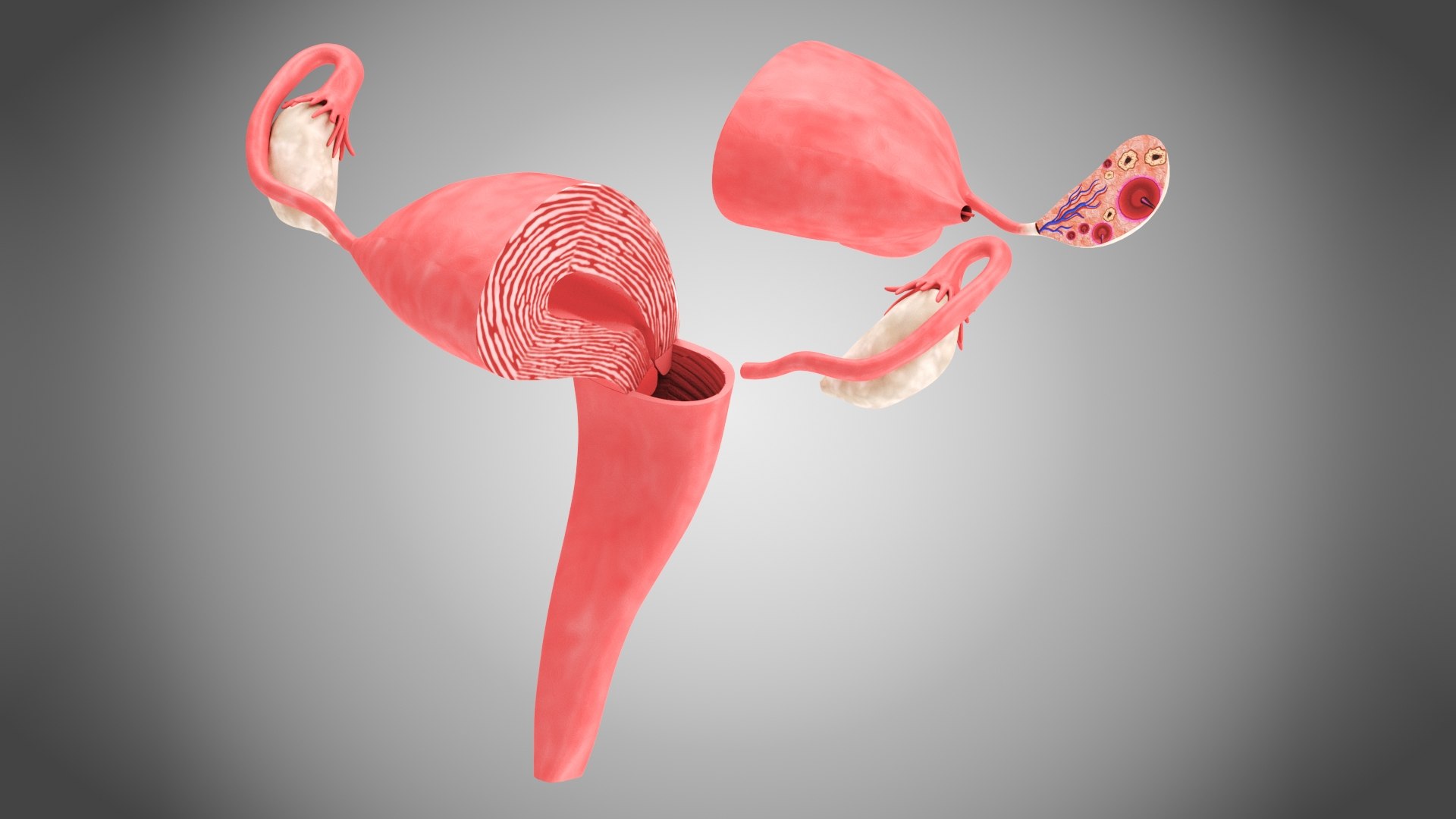 3D Female And Male Reproductive System - TurboSquid 1927648