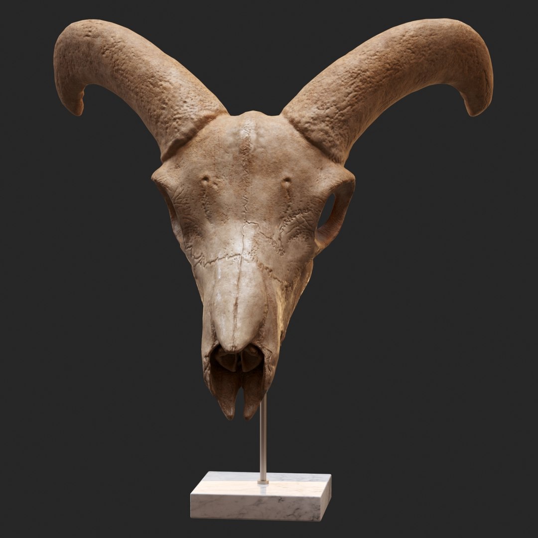 Goat Skull 3D model - TurboSquid 1726331