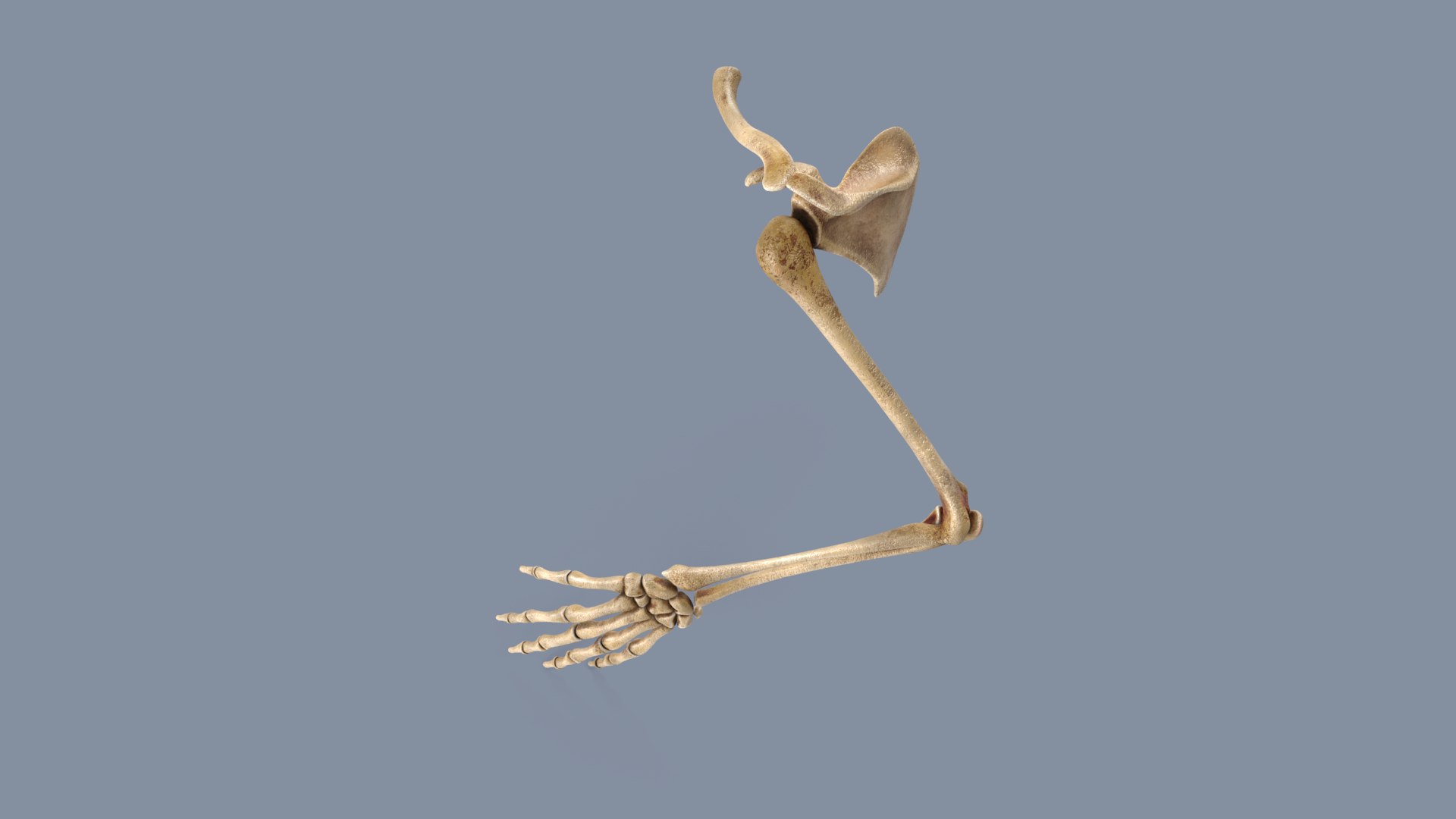 3d hand skeleton
