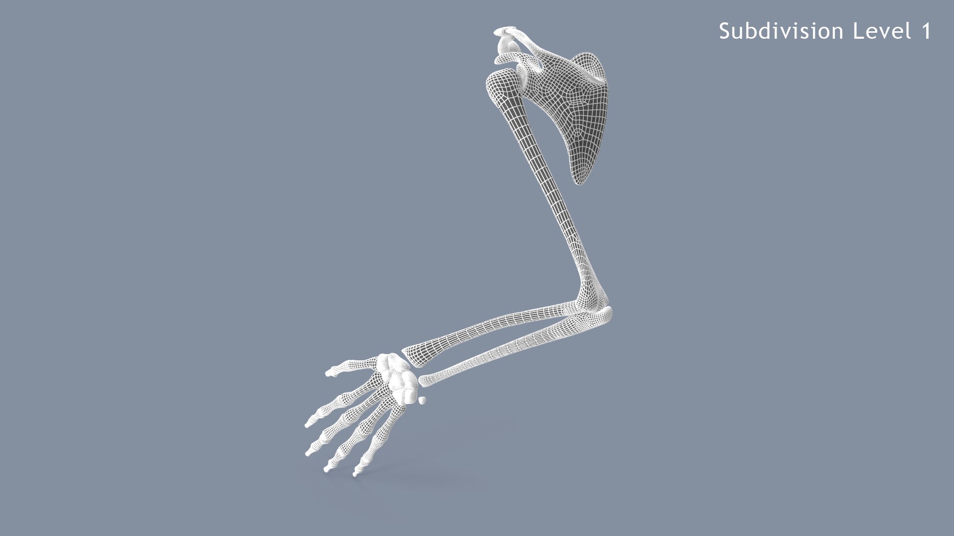 3d hand skeleton