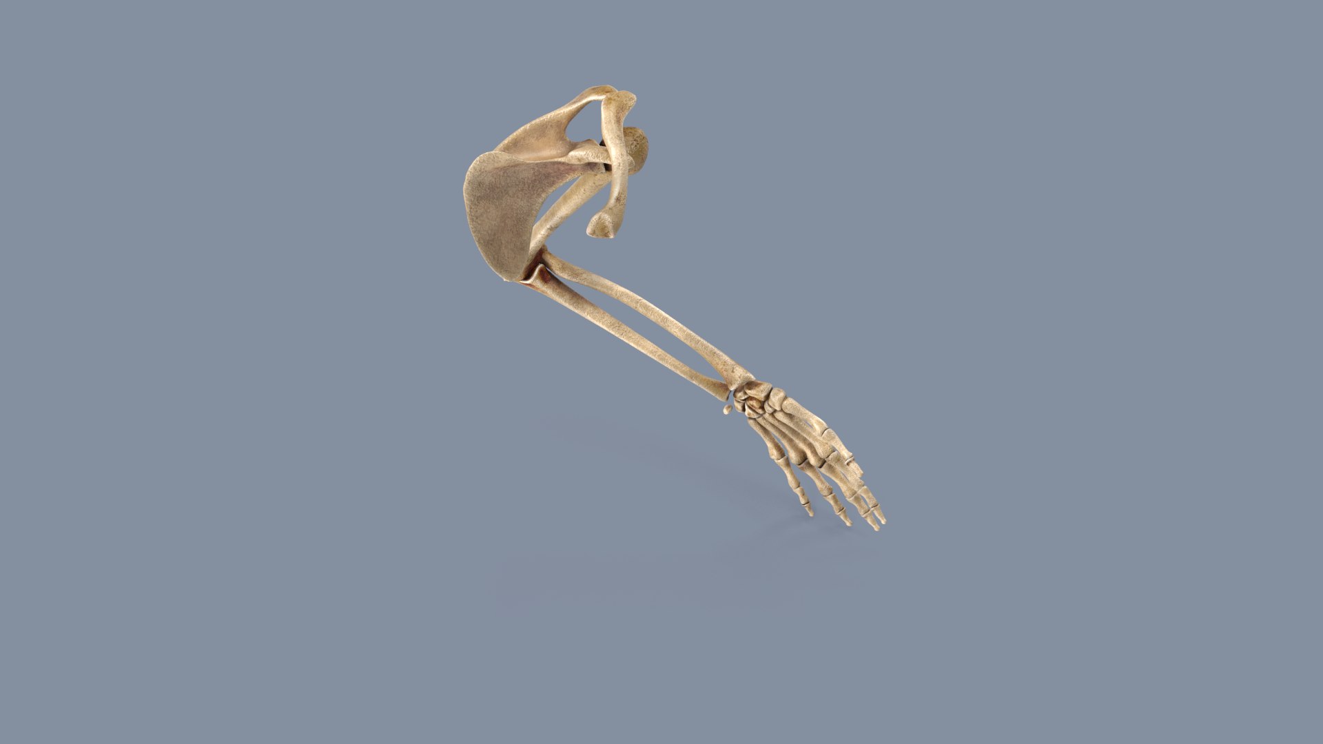 3d hand skeleton