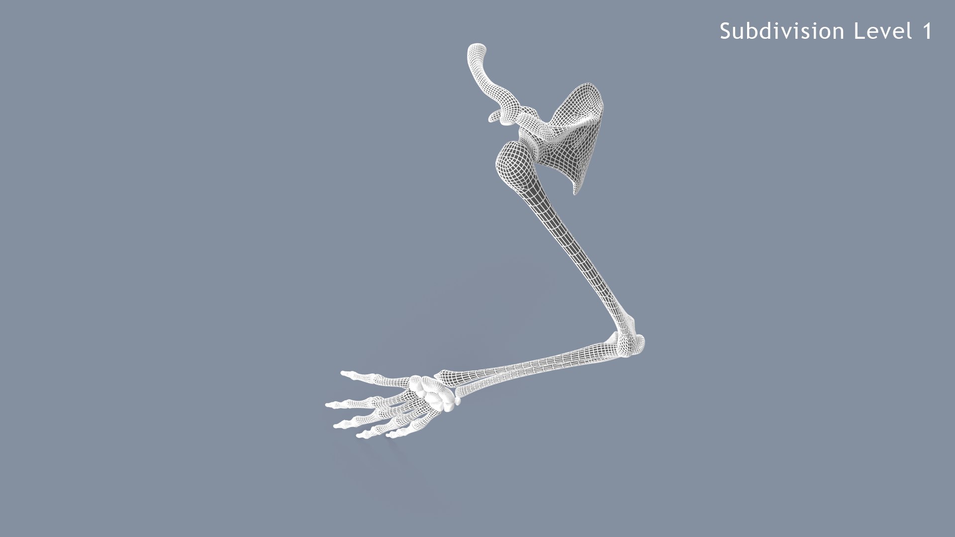 3d hand skeleton