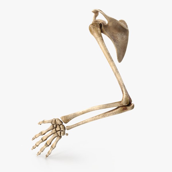 3d hand skeleton