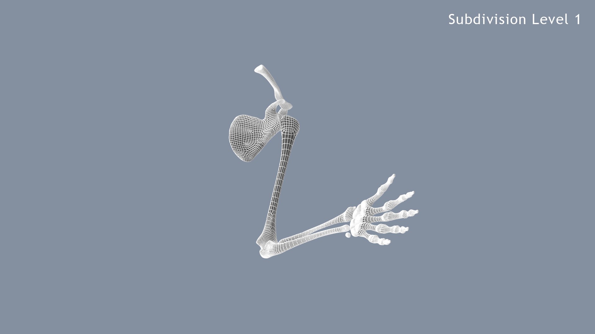 3d hand skeleton