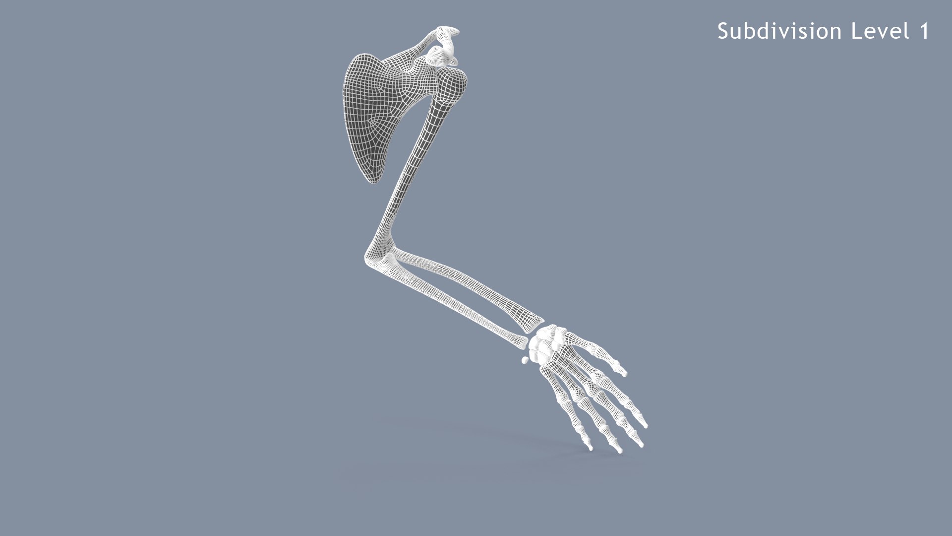 3d hand skeleton