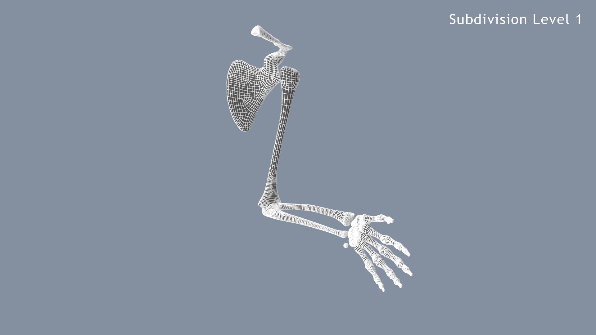 3d hand skeleton