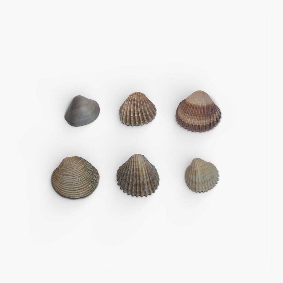 Seashell Collection Vol 2 Lowpoly Model - TurboSquid 1894881