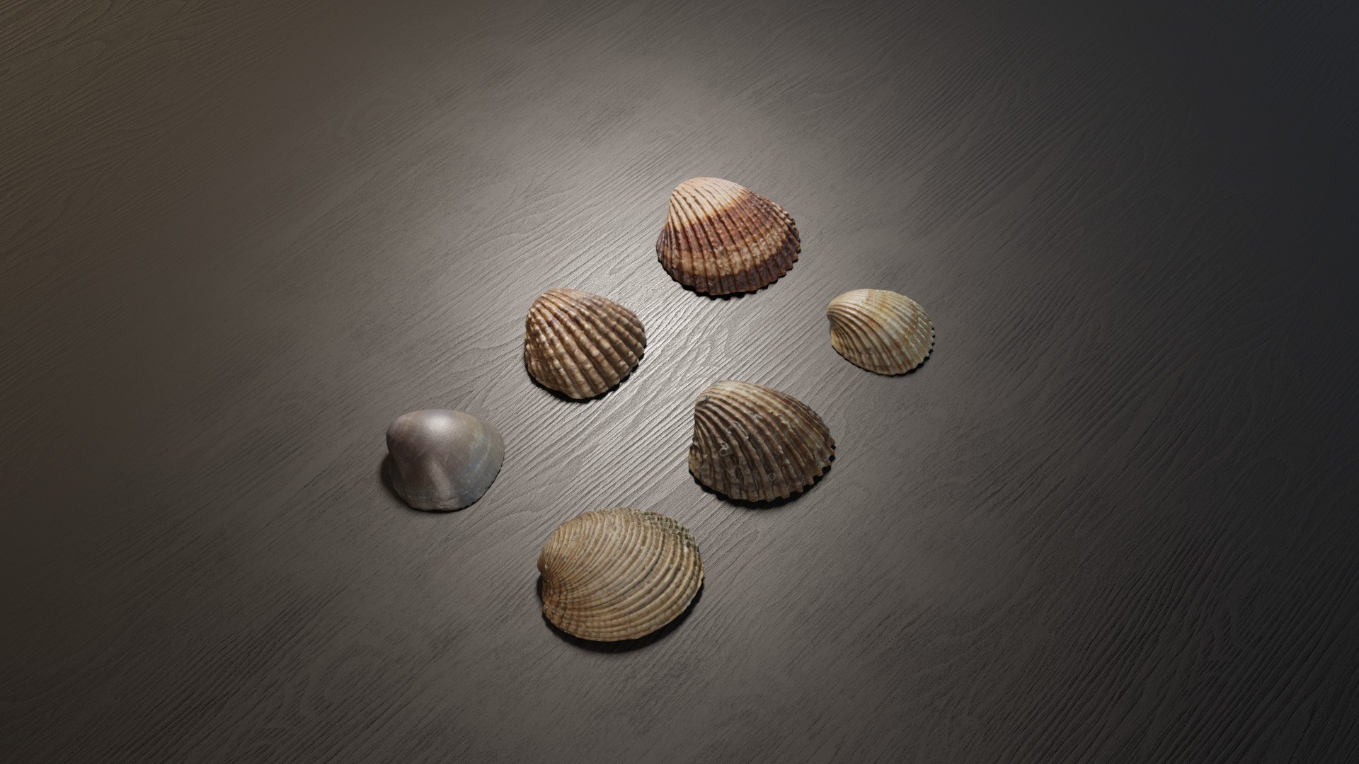 Seashell Collection Vol 2 Lowpoly Model - TurboSquid 1894881