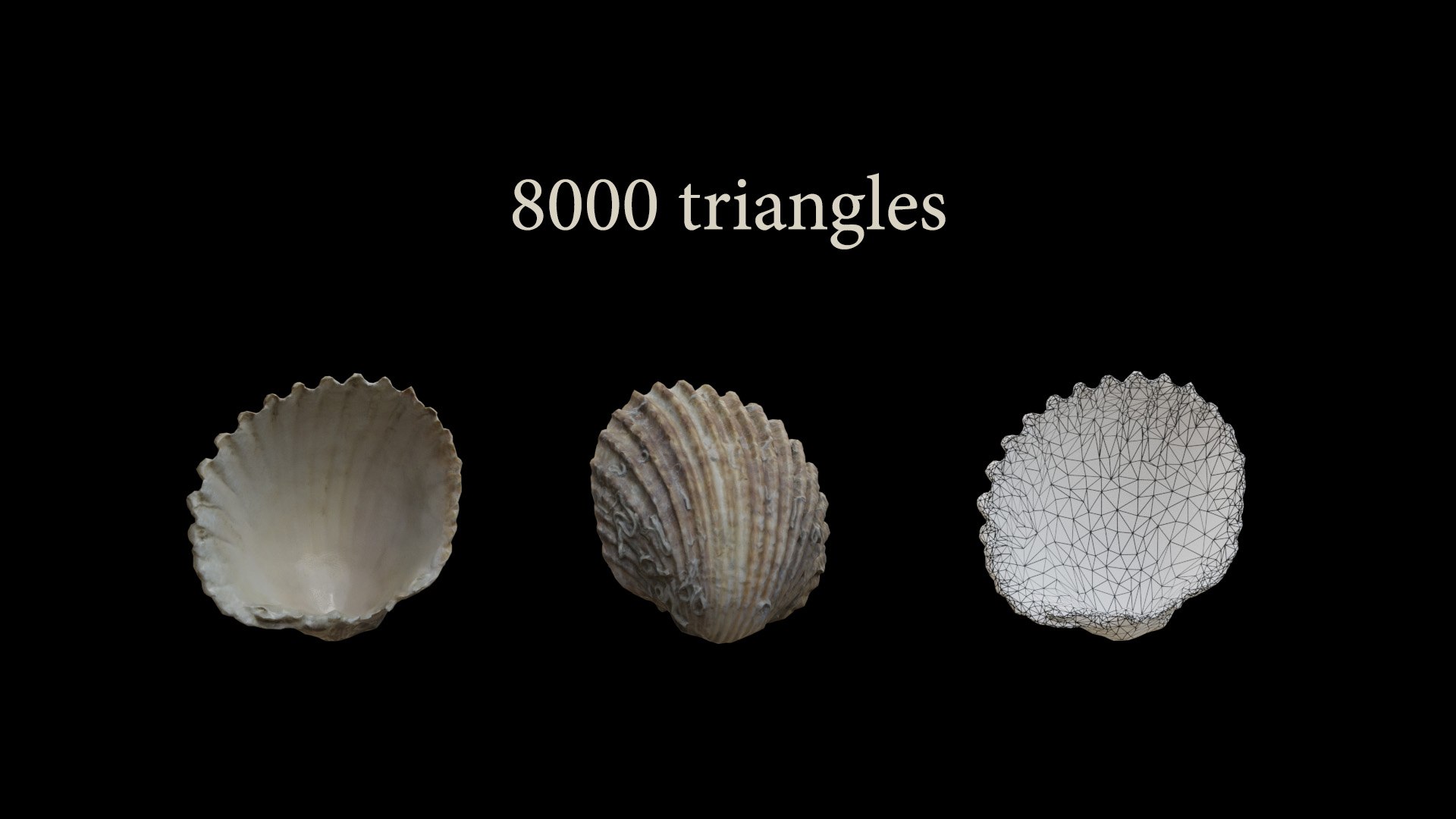 Seashell Collection Vol 2 Lowpoly Model - TurboSquid 1894881