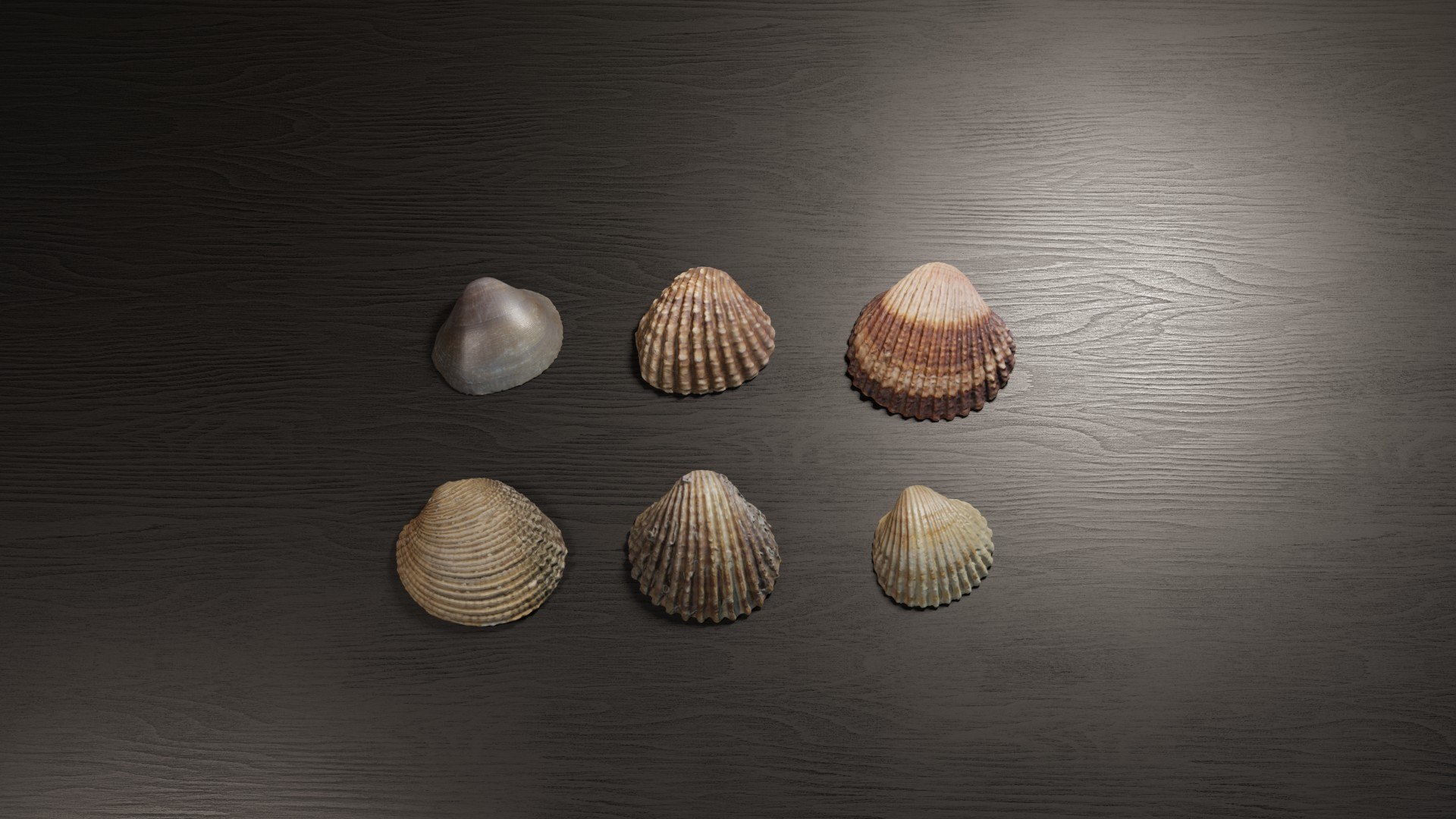 Seashell Collection Vol 2 Lowpoly Model - TurboSquid 1894881