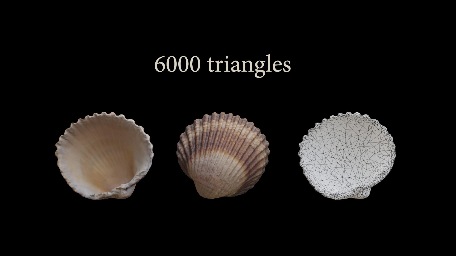Seashell Collection Vol 2 Lowpoly Model - TurboSquid 1894881