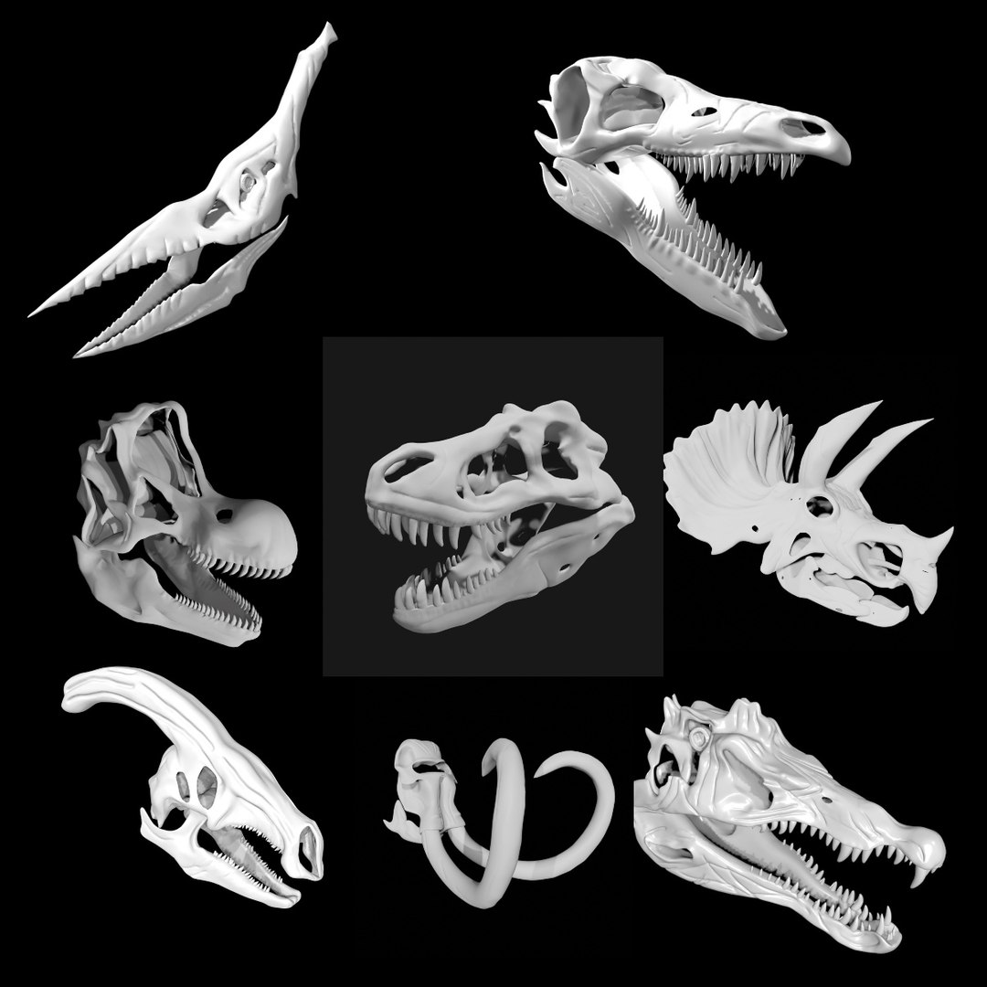 3D Dinosaur Skulls Model - TurboSquid 1965283
