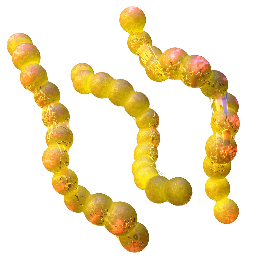 3D Streptococcus Model - TurboSquid 1834420