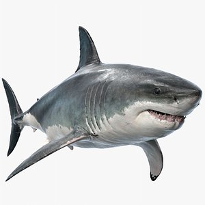 Download 3D Shark Maya Models - TurboSquid