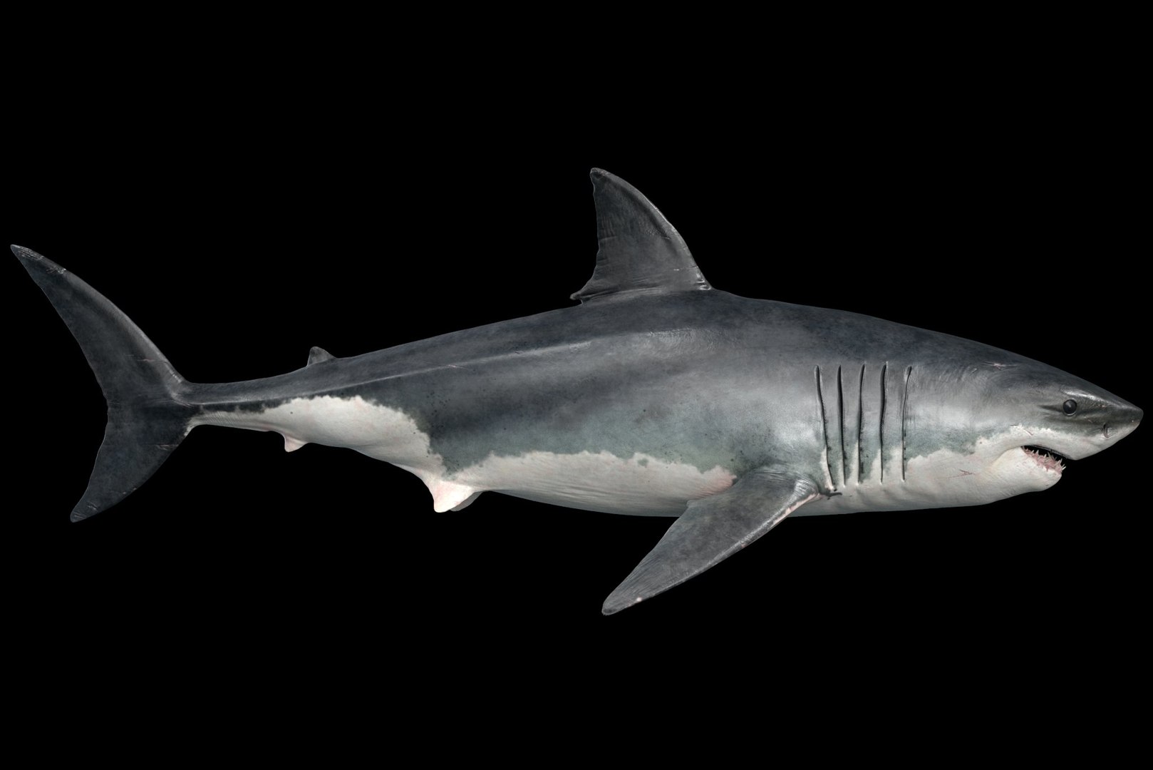 3D Model - TurboSquid 1268506