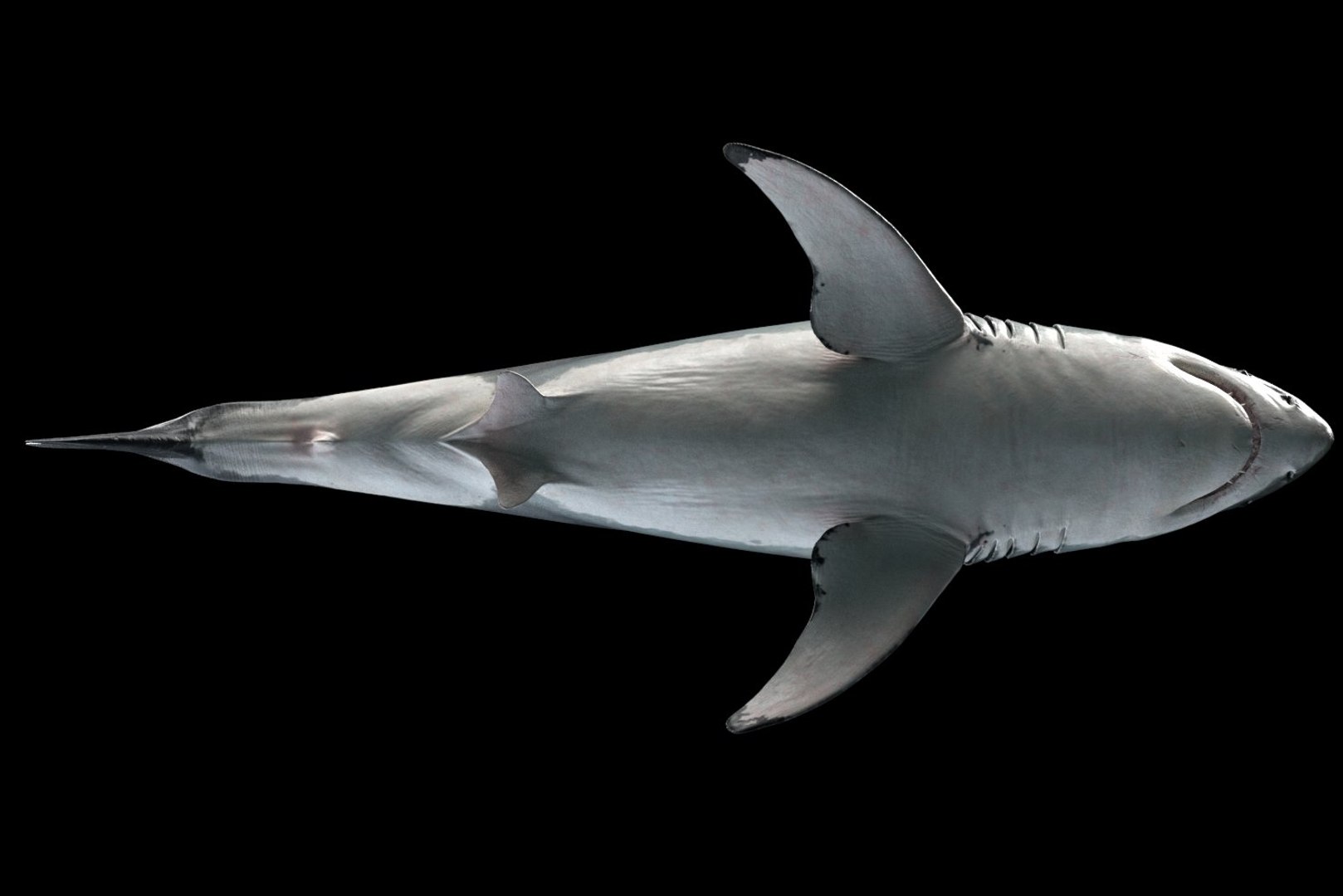 3D model - TurboSquid 1268506