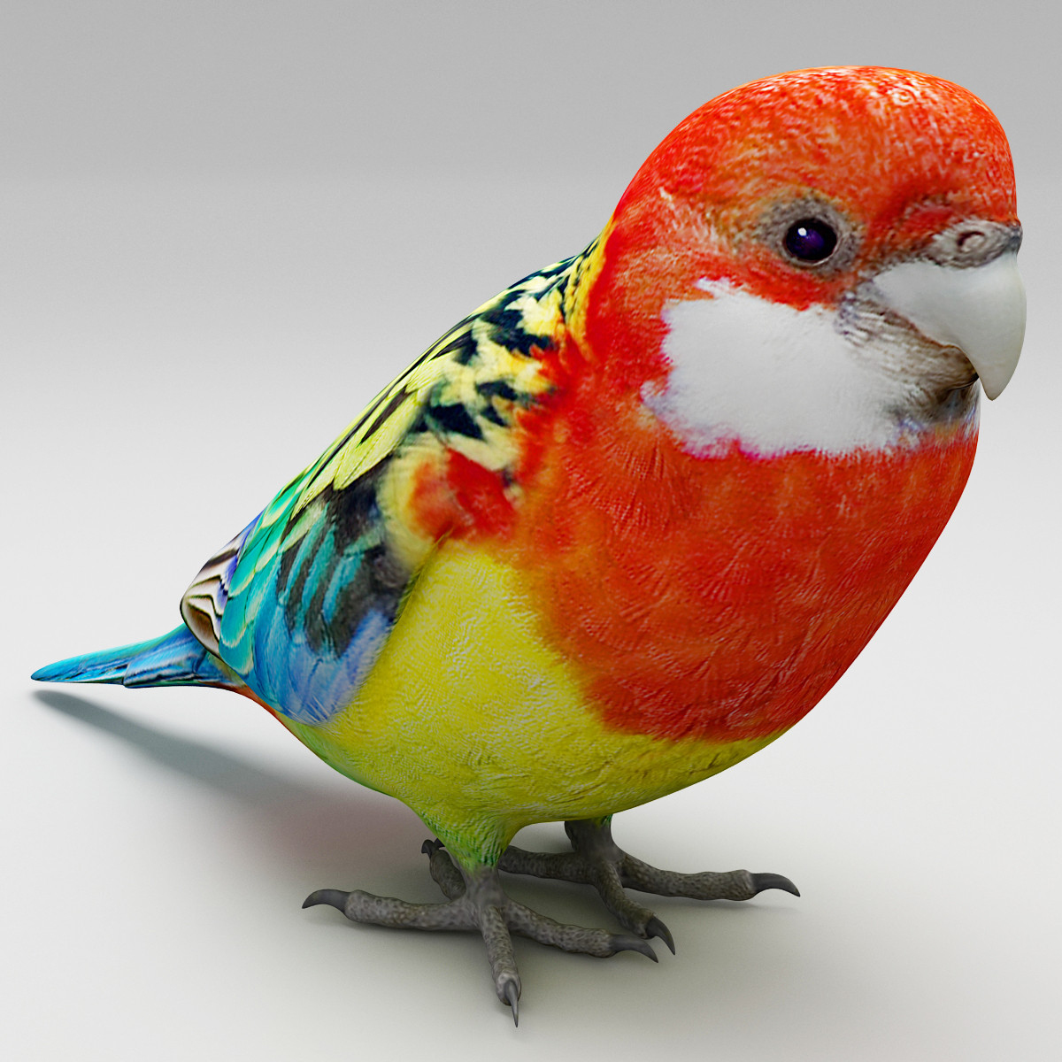 tropical bird 3d c4d