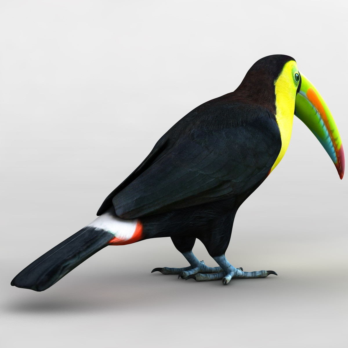tropical bird 3d c4d