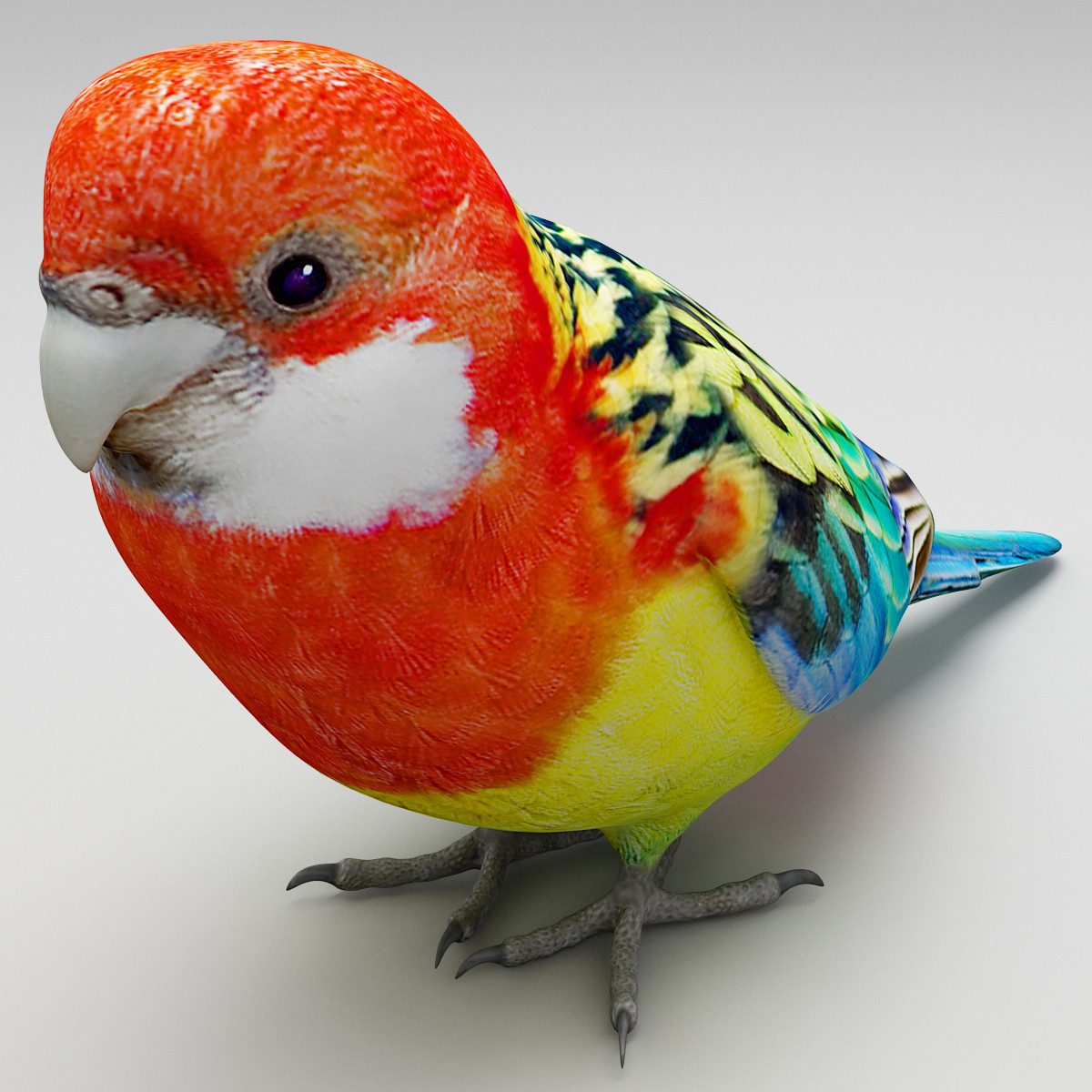 tropical bird 3d c4d