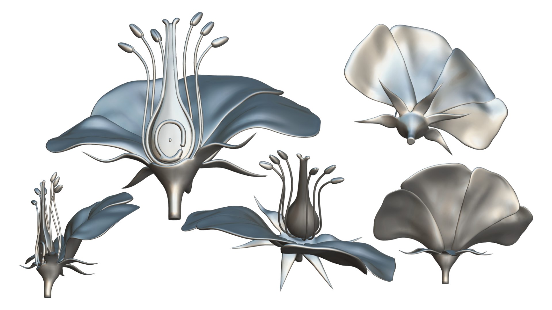Anatomy Of A Flower 3D Model - TurboSquid 2137565