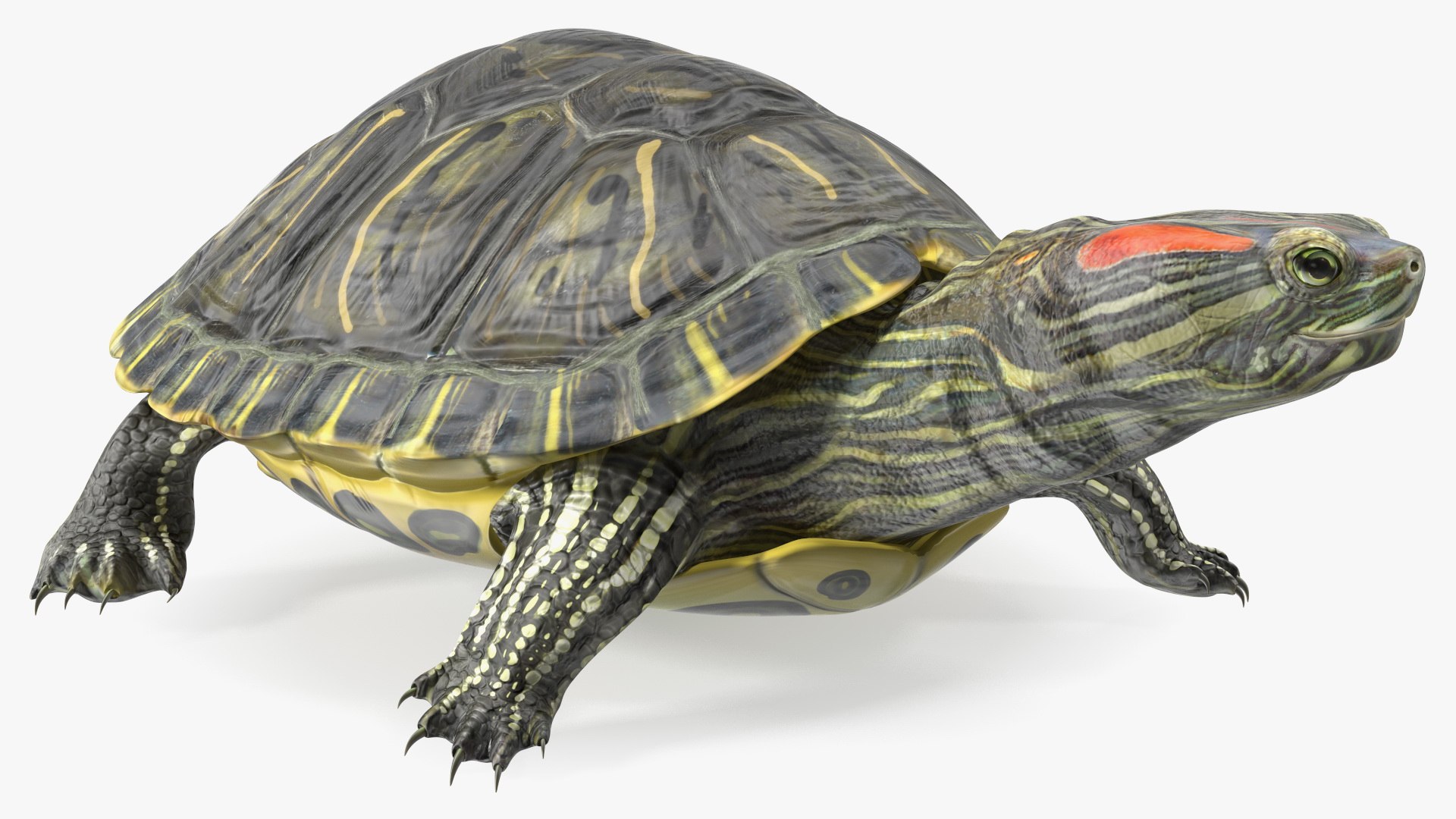 Red Eared Slider Turtle Model - TurboSquid 2150143
