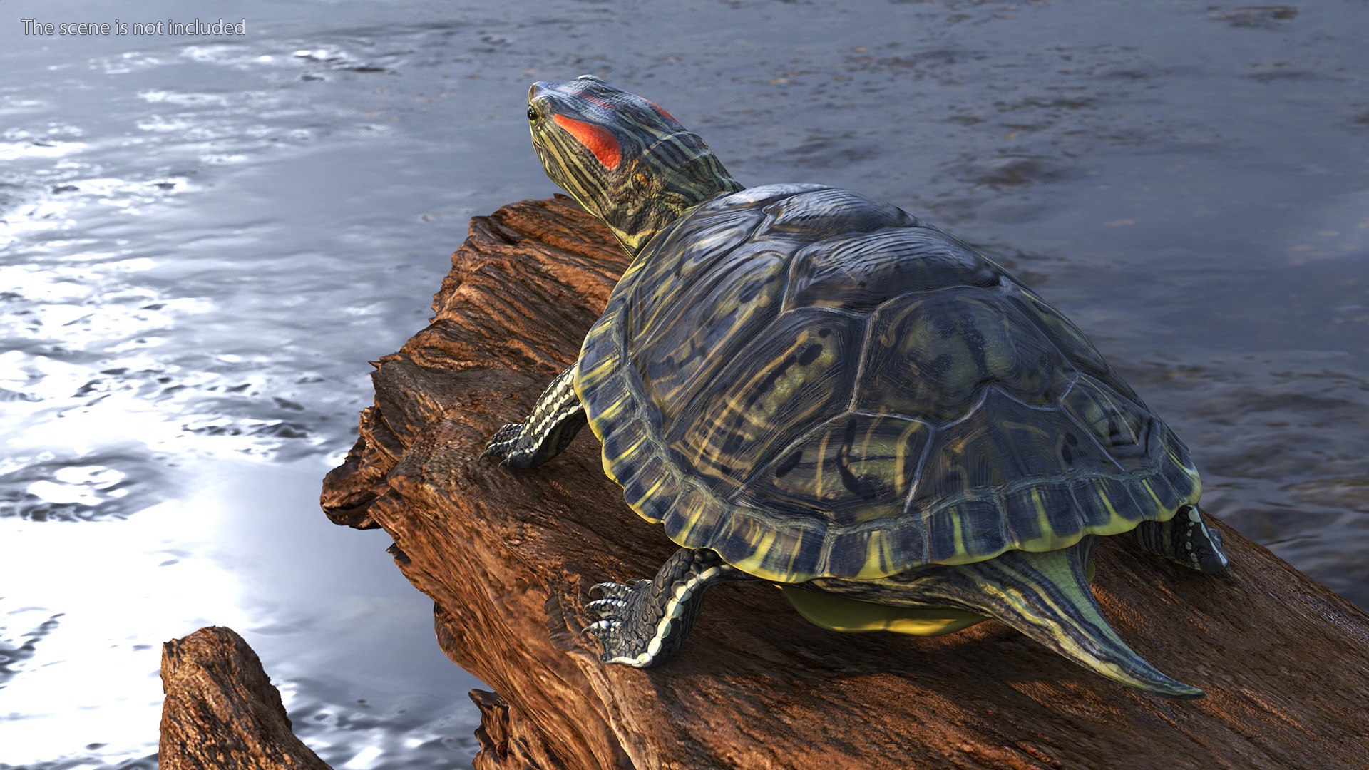 Red Eared Slider Turtle Model - TurboSquid 2150143