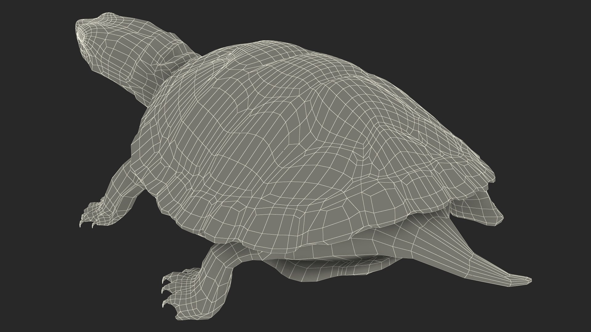 Red Eared Slider Turtle Model - TurboSquid 2150143