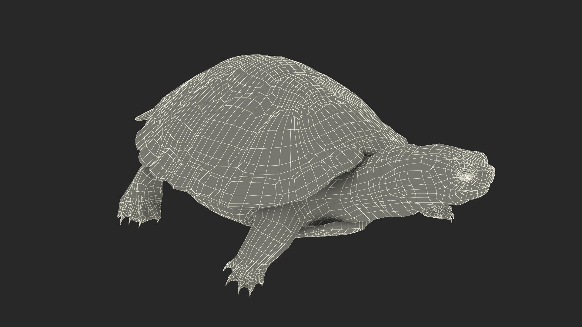 Red Eared Slider Turtle Model - TurboSquid 2150143