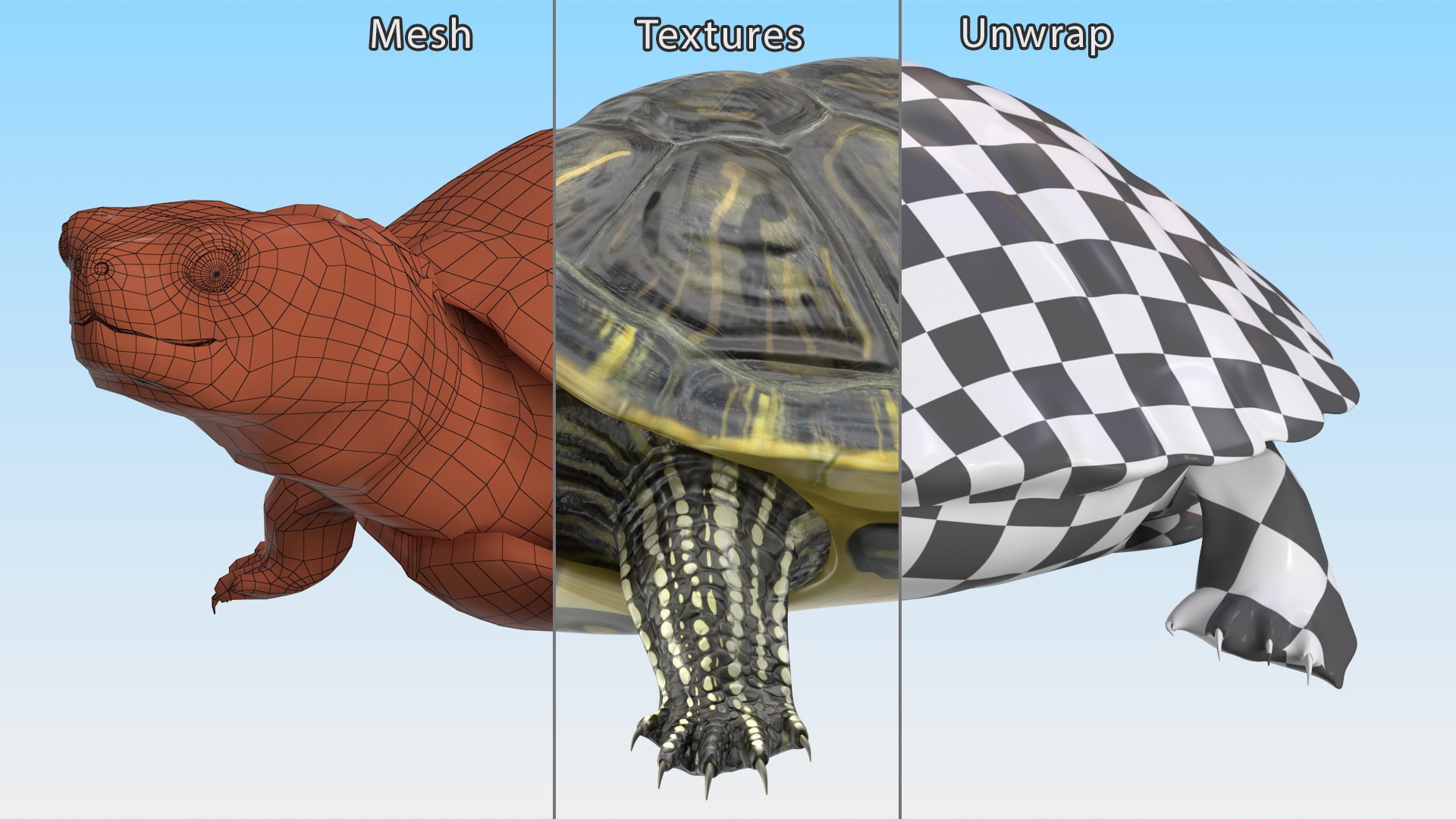 Red Eared Slider Turtle Model - TurboSquid 2150143