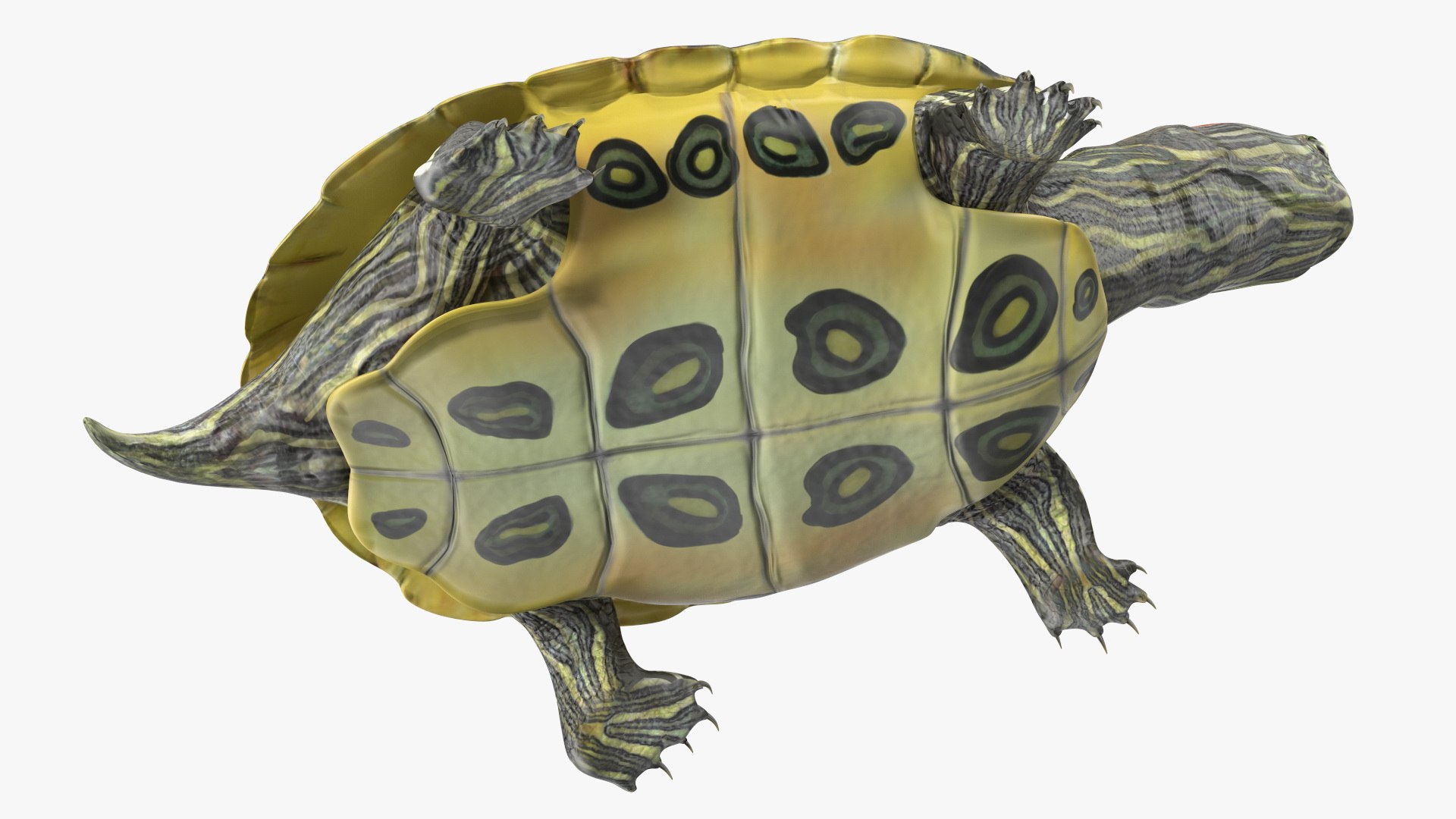 Red Eared Slider Turtle Model - TurboSquid 2150143