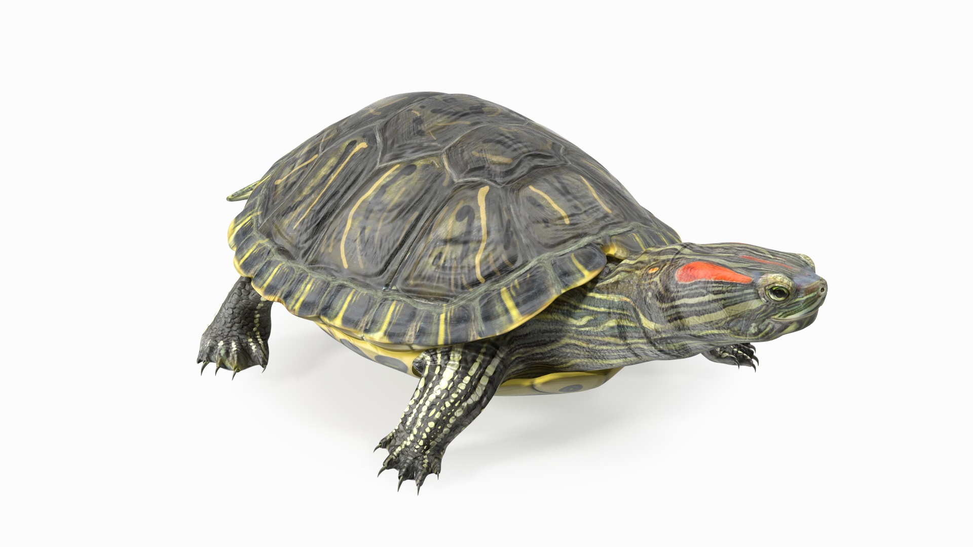 Red Eared Slider Turtle Model - TurboSquid 2150143