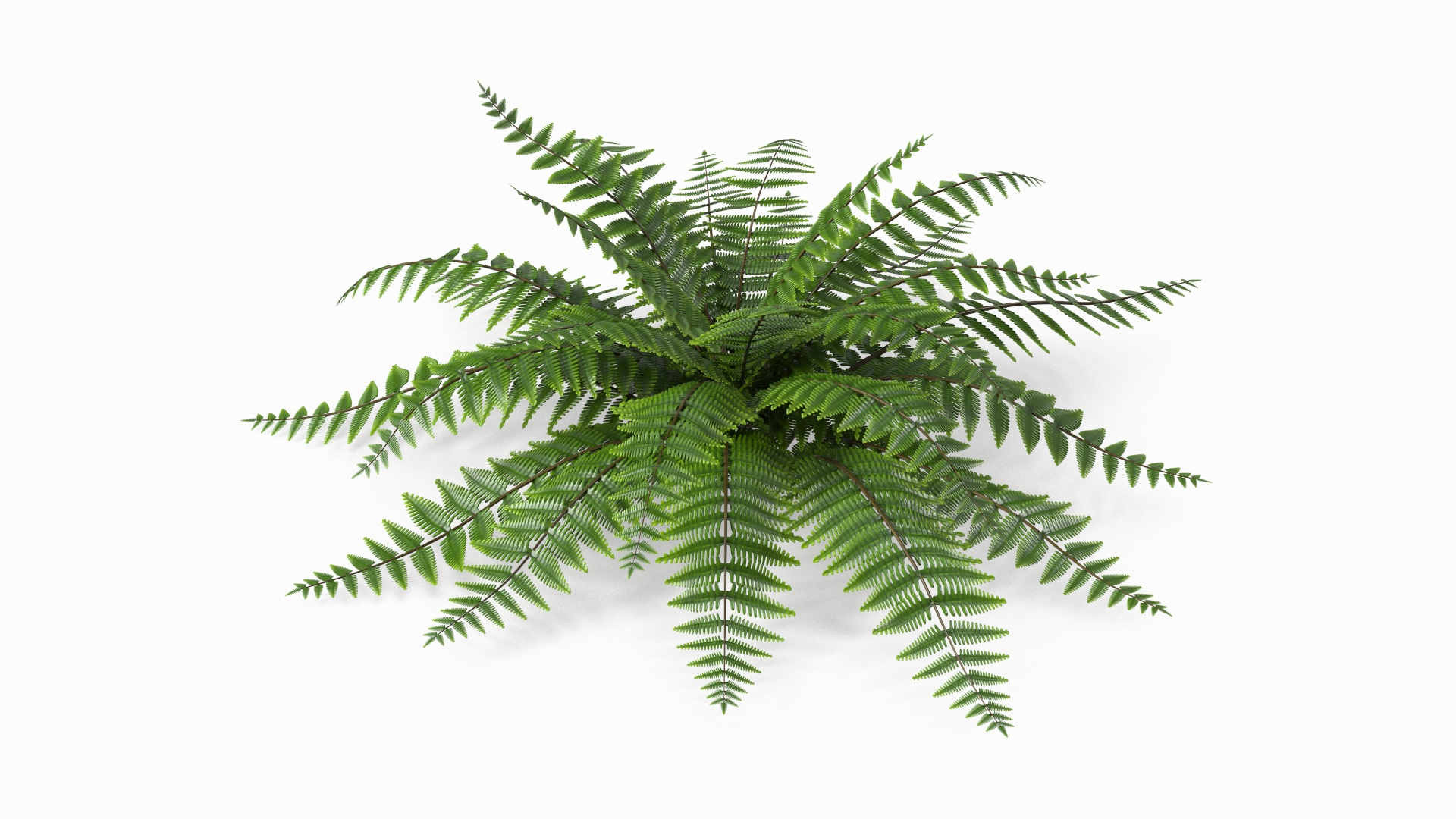 Realistic Fern Plant 3D Model - TurboSquid 2235600