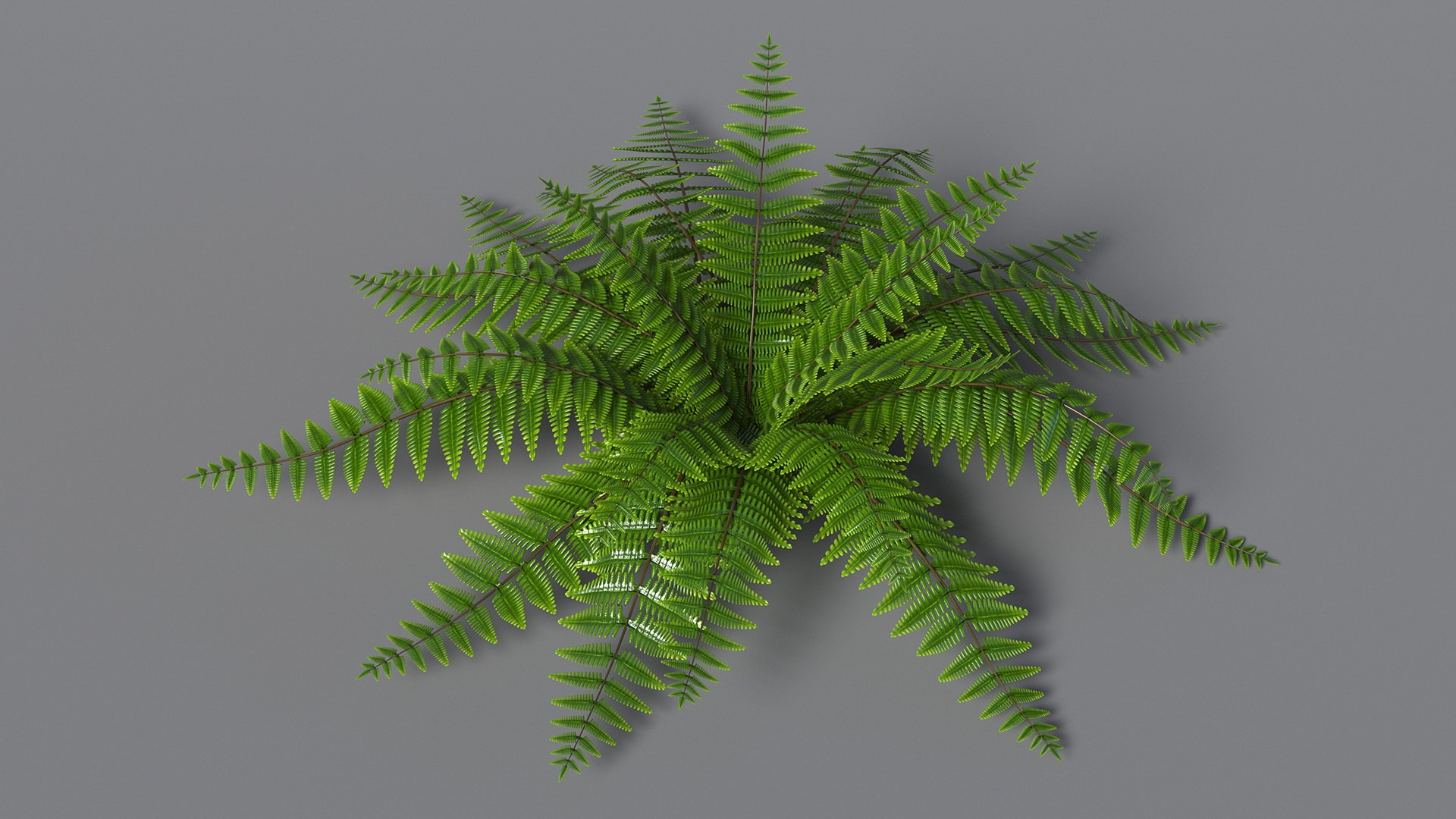 Realistic Fern Plant 3D Model - TurboSquid 2235600