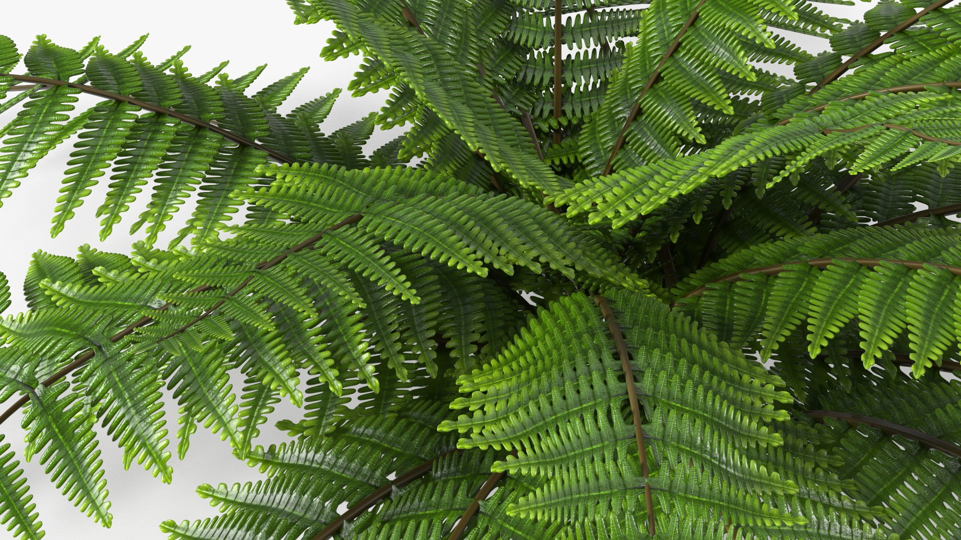 Realistic Fern Plant 3D Model - TurboSquid 2235600